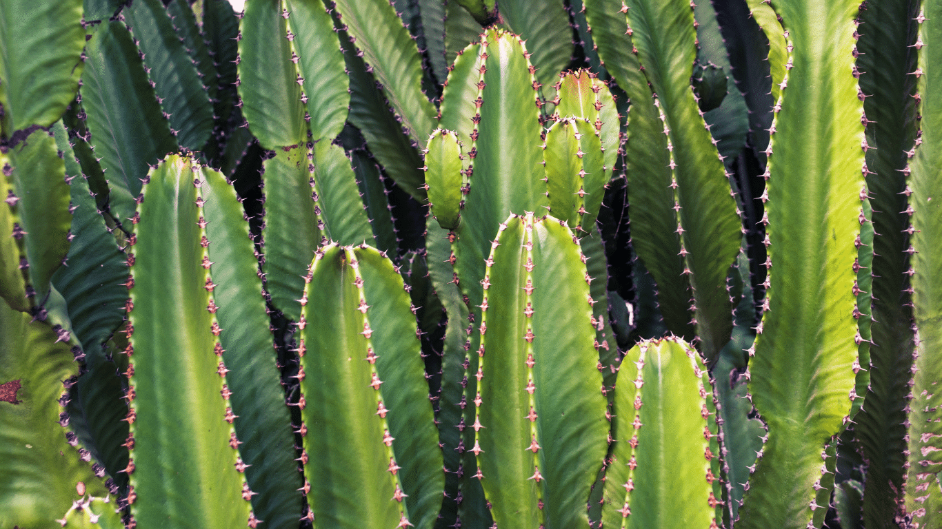 المدونة - ١٢ صبّارة